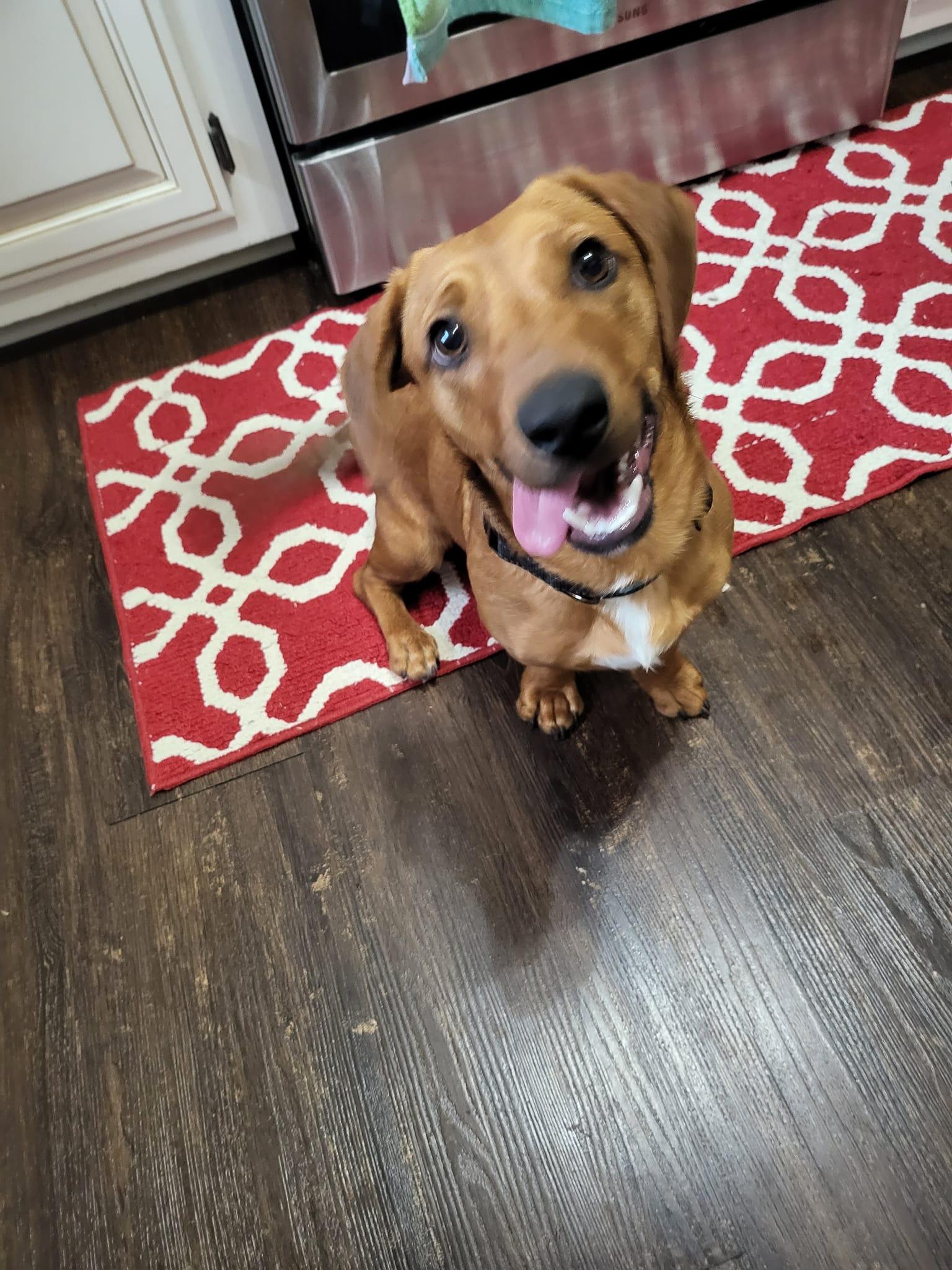 Adoption Process – Tennessee Dachshund Rescue