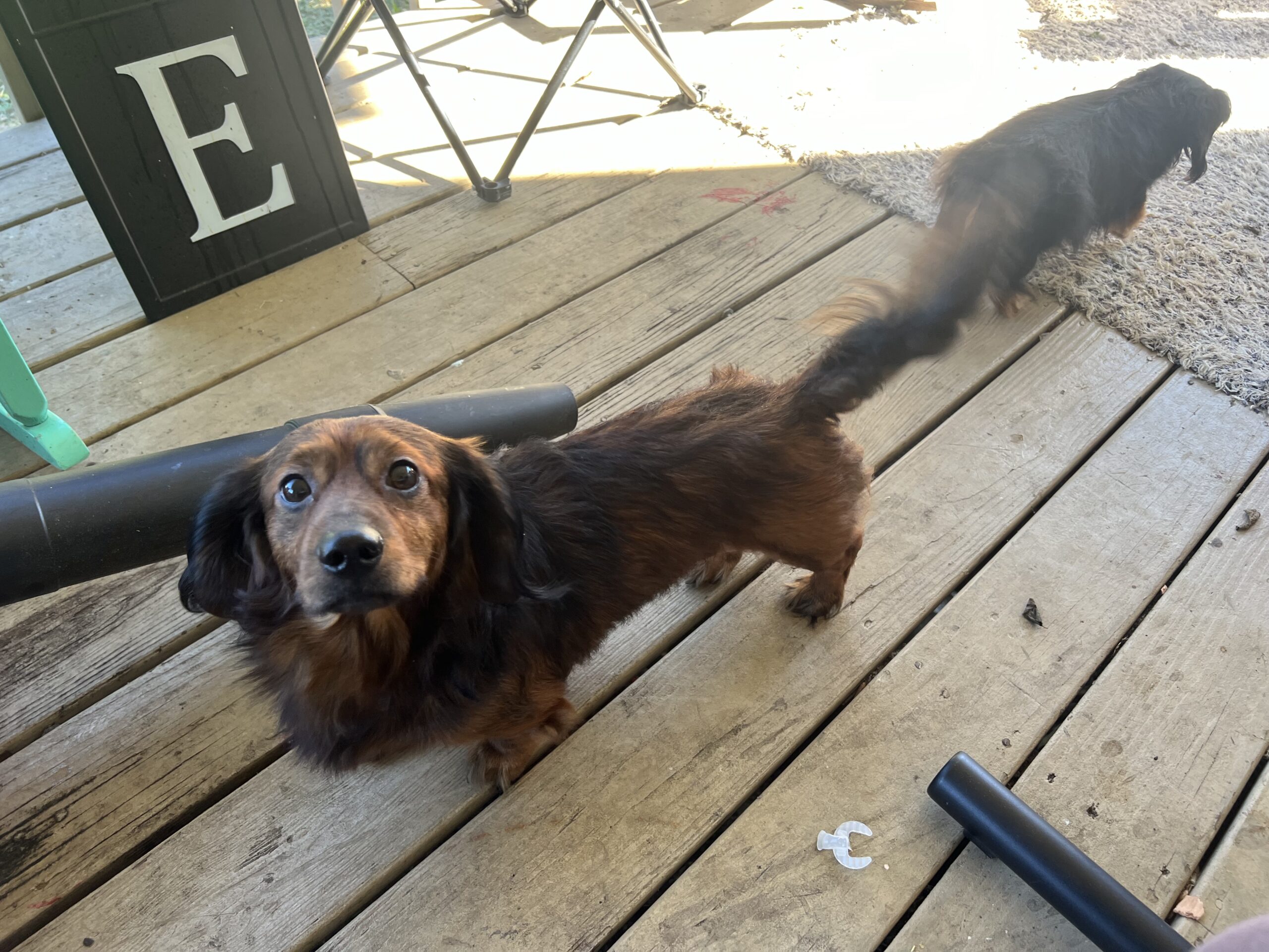 Ace – Tennessee Dachshund Rescue